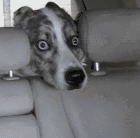 Surprised Dog GIF by Rover.com - Find & Share on GIPHY