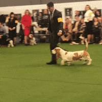 Basset Hound Gif