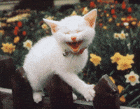 Smiling Cat Animated Gif