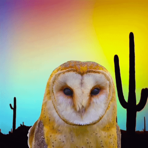 Trippy Owl GIFs - Find & Share on GIPHY