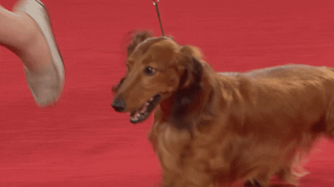 Obese Dachshund Gif