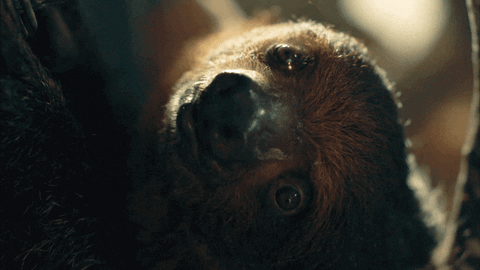 Happy Sloth GIF by MASTERPIECE | PBS - Find & Share on GIPHY