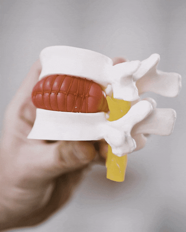 Lumbar Vertebate GIFs - Find & Share on GIPHY