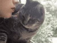 Do Not Want Cat Gif