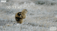 Prairie Dogs Kissing Gif