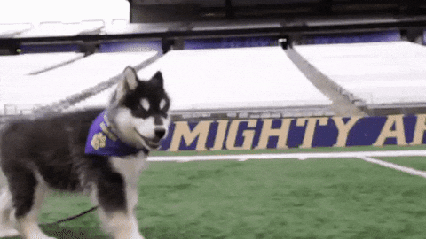 Go Huskies GIFs - Get the best GIF on GIPHY