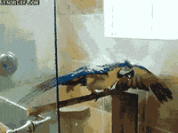Best showers GIFs - Primo GIF - Latest Animated GIFs