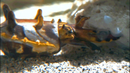 Flamboyant Cuttlefish Walking Gif