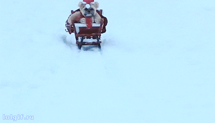 Dog On Sled GIFs - Get the best GIF on GIPHY