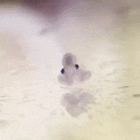 Baby Cuttlefish Gif