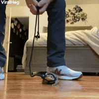 Leashes GIFs - Get the best GIF on GIPHY