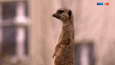 Pet Zoo GIF by Mitteldeutscher Rundfunk - Find & Share on GIPHY