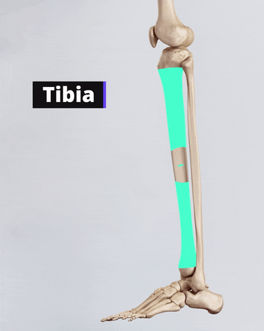 Tibia-mmo GIFs - Get the best GIF on GIPHY