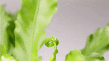 Plant Growth Life GIF by Massive Science - Find & Share on GIPHY