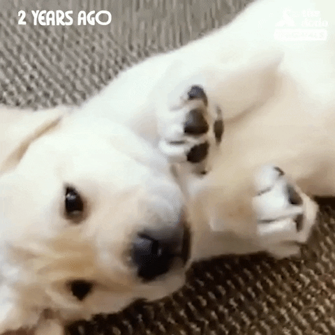 Golden Labrador Dog GIF by The Dodo - Find & Share on GIPHY