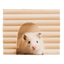 Only Paw You GIFs on GIPHY - Be Animated