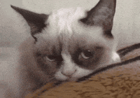 Grumpy Cat Gif Stahp