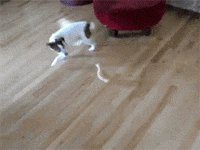 Chasing Gif