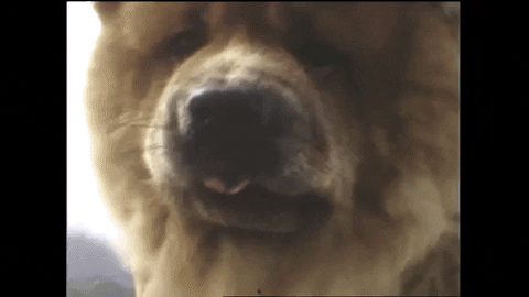 Infinity Dog GIFs - Get the best GIF on GIPHY