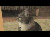 Suspicious Cat Gif