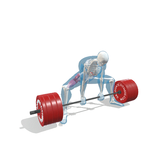 Graduate_Fitness GIFs on GIPHY - Be Animated