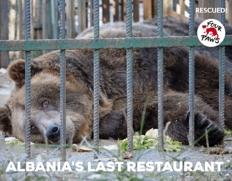 Animal Rescue GIFs on GIPHY - Be Animated