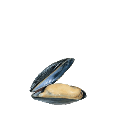 Mussel Sticker by Brasserie de Haven for iOS & Android | GIPHY