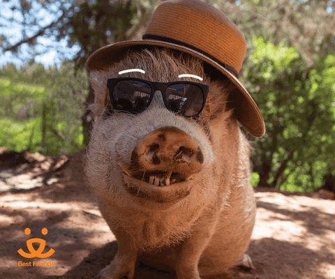 Pigs GIFs - Get the best GIF on GIPHY