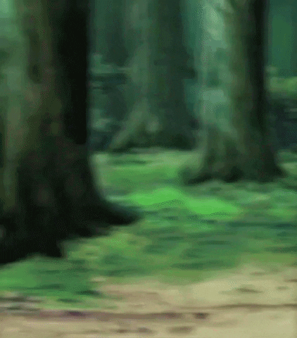 Naruto Forest Background