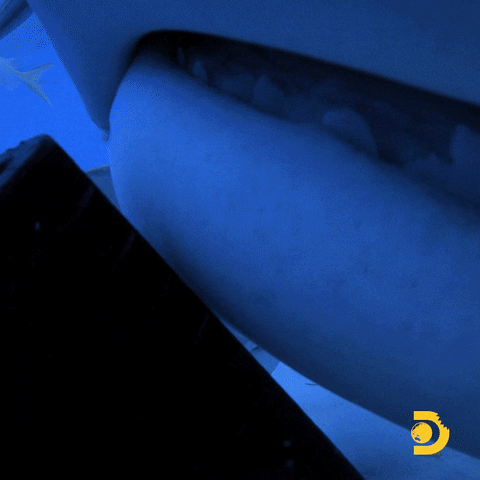 Happy Shark Week GIFs - Find & Share on GIPHY