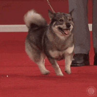 Prancing Dog Gif