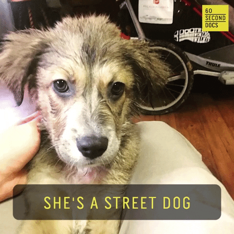 Street Dog GIFs - Get the best GIF on GIPHY