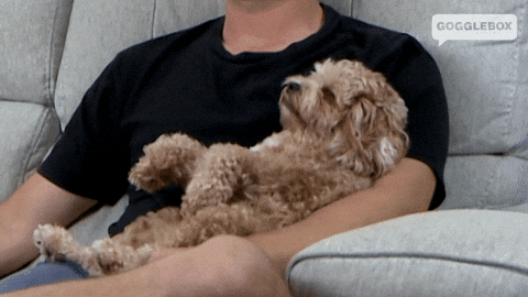 Cavoodle GIFs - Get the best GIF on GIPHY