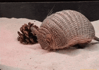 Cute Armadillo Gif