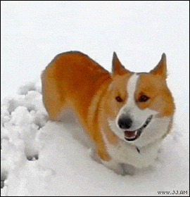 Corgi GIFs - Find & Share on GIPHY