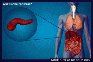 Pancreas GIFs - Find & Share on GIPHY