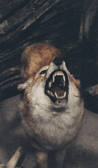 Snarling Wolf Gif