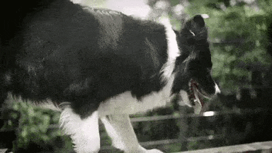 Border Collie Dog GIF by Ninjadogs by Hundeschule Heinrichsen - Find ...