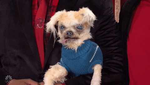 Dog-cards GIFs - Get the best GIF on GIPHY