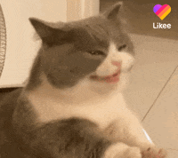 Excited Cat Gif