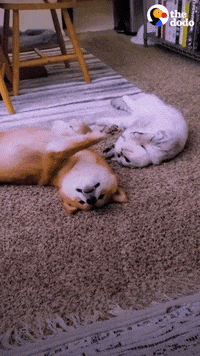 Cute Cat And Dog Gifs