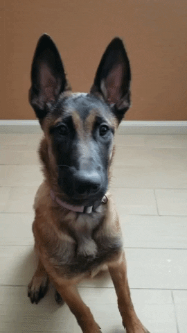 Belgian Shepherd GIFs - Get the best GIF on GIPHY