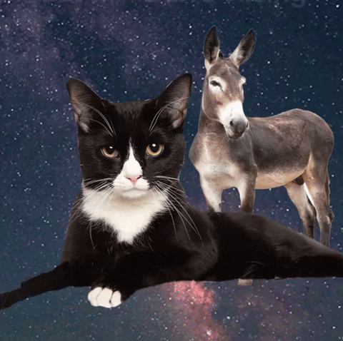Horoscopes GIFs on GIPHY - Be Animated