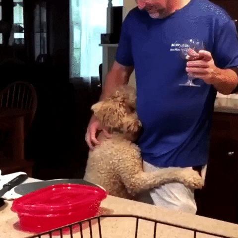 Dog Omg GIF by JustViral.Net - Find & Share on GIPHY