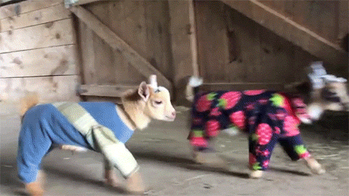 Pygmy Goats Gif