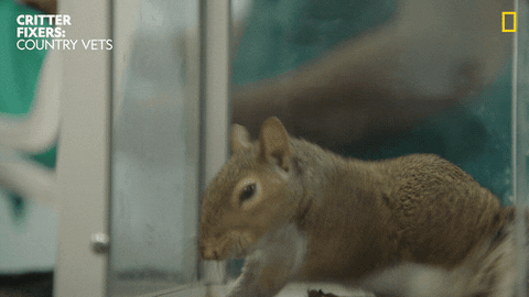 Happy National Geographic GIF by Nat Geo Wild - Find & Share on GIPHY