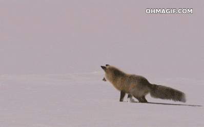 Buried-in-snow GIFs - Get the best GIF on GIPHY