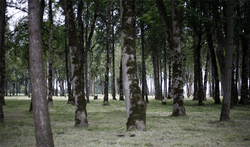 Forest GIF by hateplow - Find & Share on GIPHY