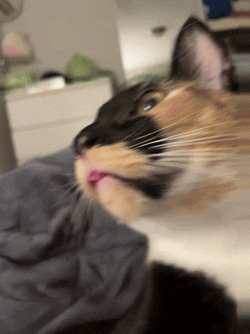 Shocked Kitten Gif Cats Shocked GIFs Find & Share On GIPHY