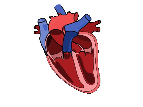 Heart Anatomy Sticker by Vetkom for iOS & Android | GIPHY